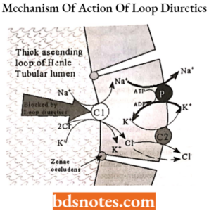 Medicinal Chemistry of Diuretics - BDS Notes