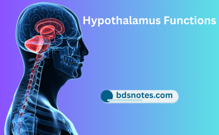 Hypothalamus Functions - BDS Notes