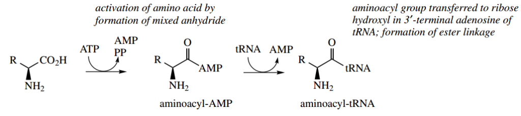 Amino Acids Peptides And Proteins - BDS Notes