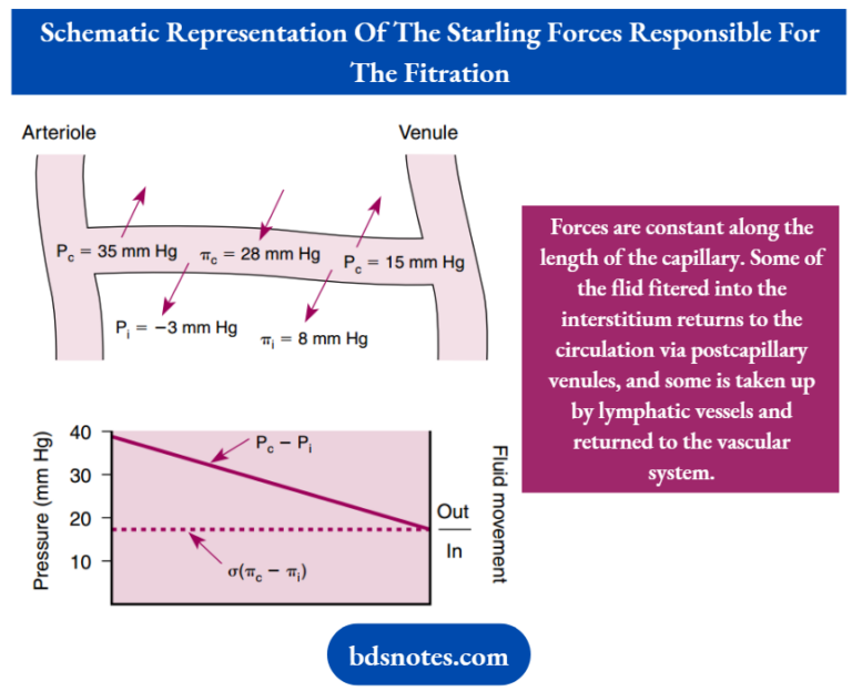 Physiology Of Body Fluids - BDS Notes