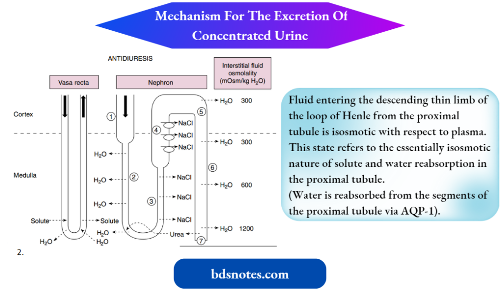 Regulation Of Body Fluid Osmolality Regulation Of Water Balance - BDS Notes