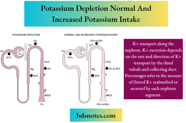 Regulation Of Potassium Balance - BDS Notes