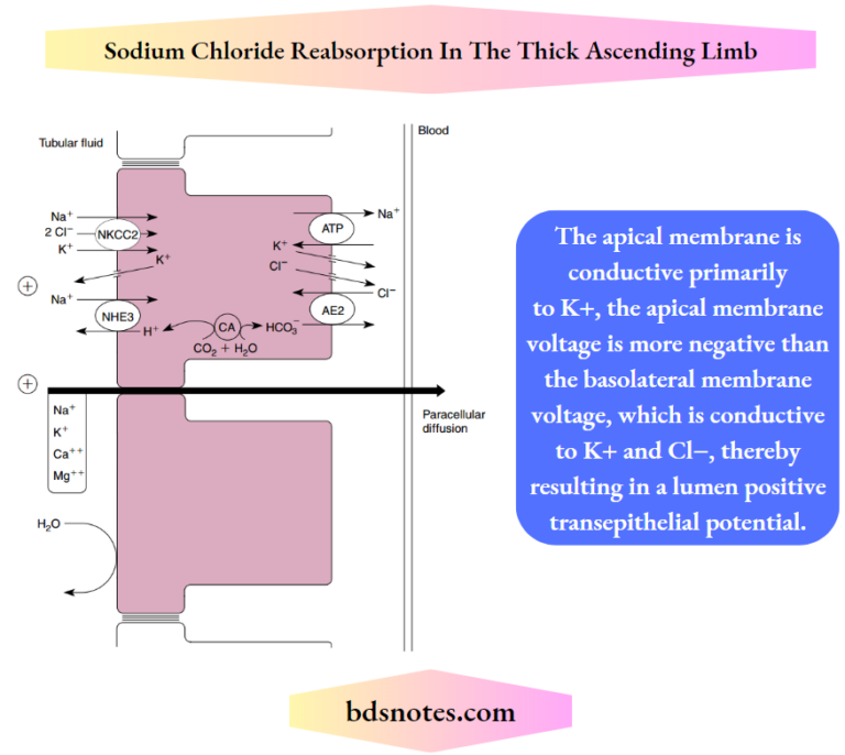 Renal Transport Mechanisms: NaCl And Water Reabsorption Along The ...
