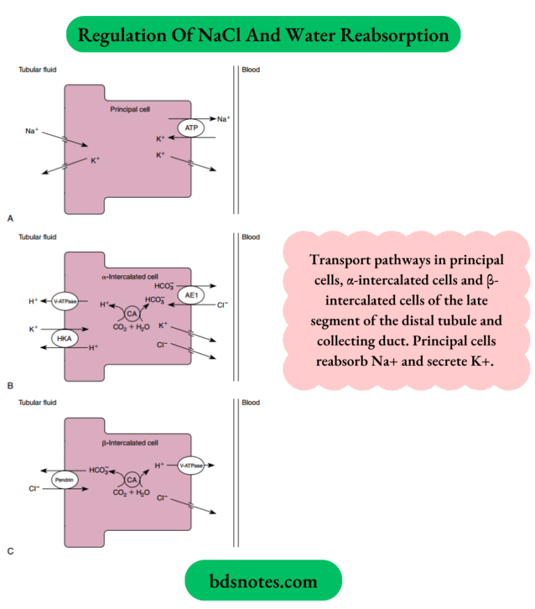 Renal Transport Mechanisms: NaCl And Water Reabsorption Along The ...