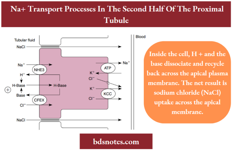 Renal Transport Mechanisms: NaCl And Water Reabsorption Along The ...