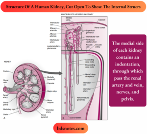 Structure And Function Of The Kidneys - BDS Notes