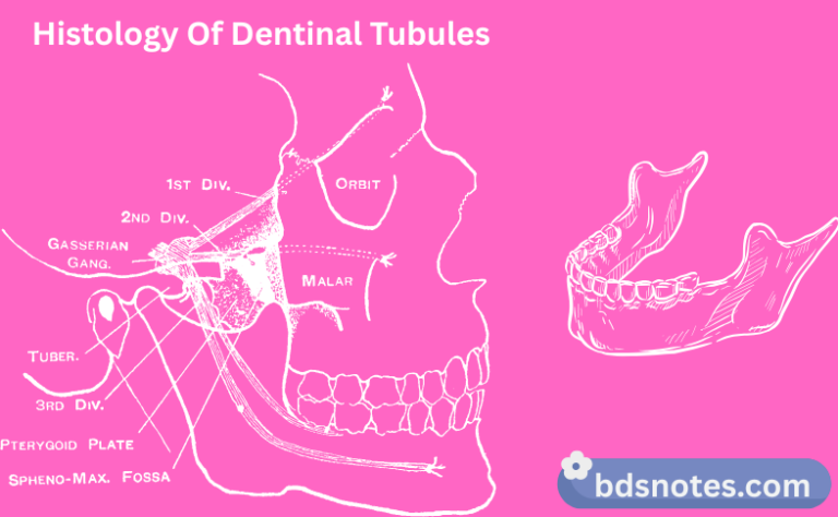 Histology Of Dentinal Tubules - BDS Notes