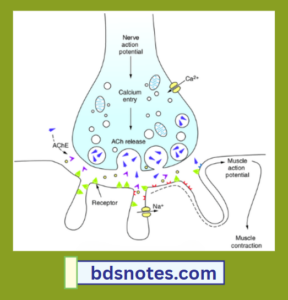 Neuromuscular junction - BDS Notes