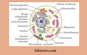What Is A Cell? - Definition, Structure, Types, Functions - BDS Notes