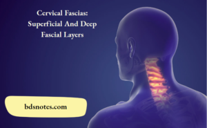 Cervical Fascias: Superficial And Deep Fascial Layers - BDS Notes