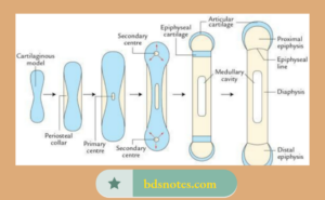 Endochondral ossification Anatomy - BDS Notes