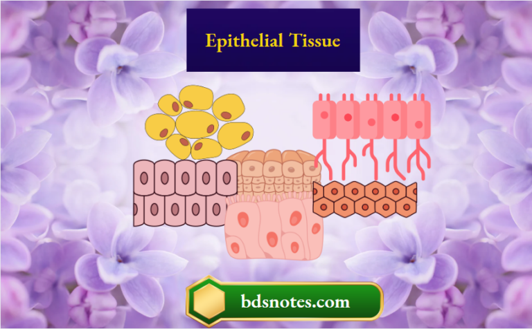 Epithelial Tissue - BDS Notes