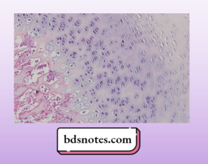 Fibrocartilage: Histology, Location, Function, Structure - BDS Notes