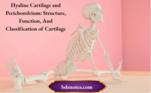 Hyaline Cartilage and Perichondrium: Structure, Function, and ...
