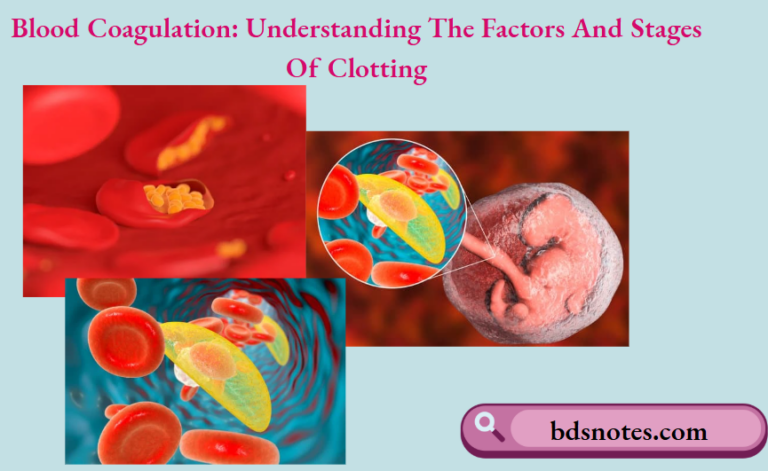 Blood Coagulation: Understanding the Factors and Stages of Clotting ...