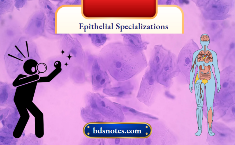 Epithelial Specializations Bds Notes