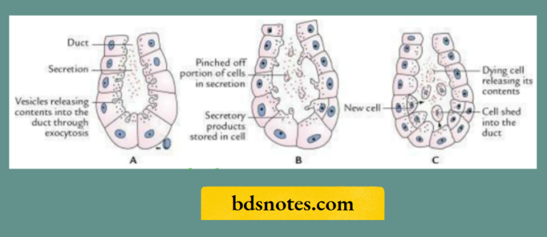 What Are Glands? The Anatomy And Function - BDS Notes