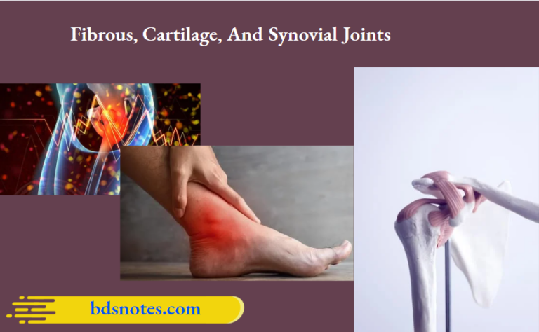 Fibrous, Cartilage, And Synovial Joints - BDS Notes