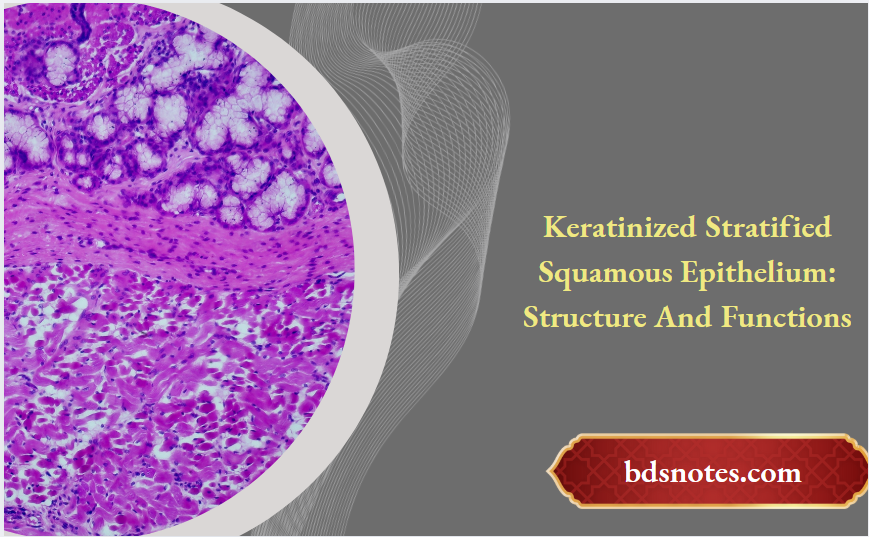 Keratinized Stratified Squamous Epithelium: Structure and Functions ...