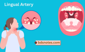 Lingual Artery - BDS Notes