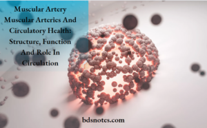 Muscular ArteryMuscular Arteries & Circulatory Health: Structure ...