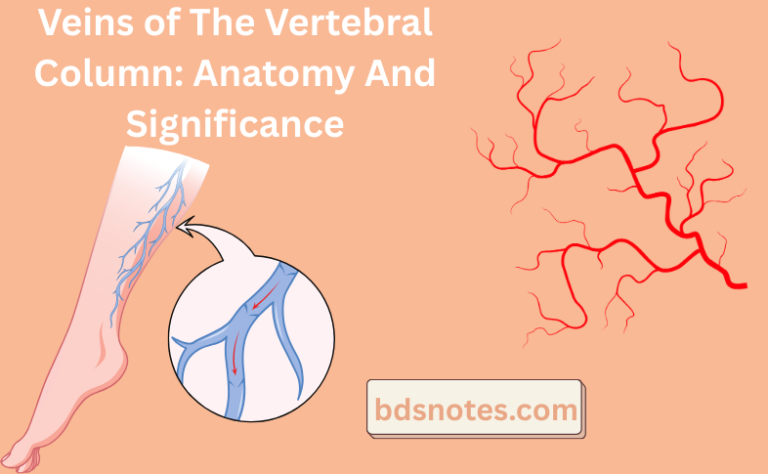 Veins of the Vertebral Column: Anatomy and Significance - BDS Notes