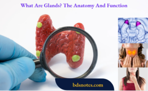 What Are Glands? The Anatomy And Function - BDS Notes