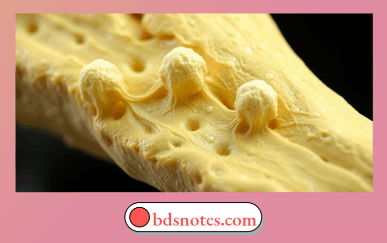 Understanding Osteoblasts: Bone Formation and Health - BDS Notes