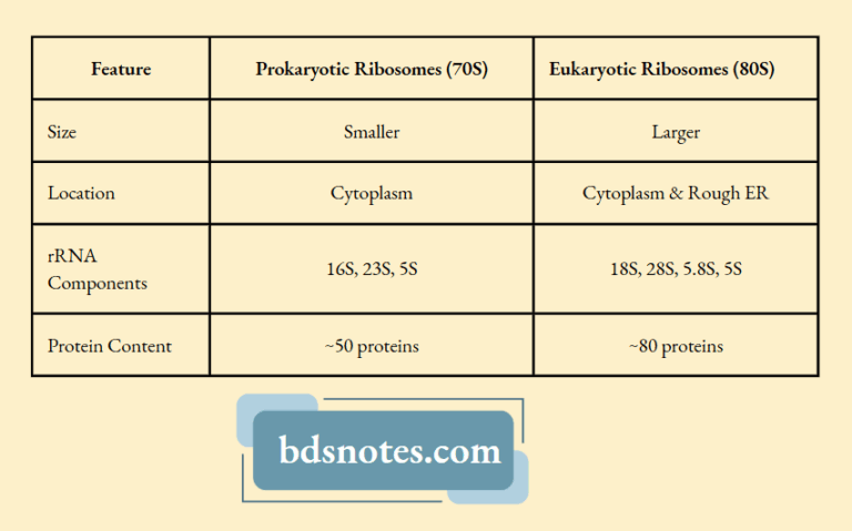 Understanding Ribosomes: The Cellular Machines Behind Protein Synthesis ...