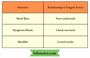 Understanding The Lingual Artery: Key Insights Into Its Anatomy And ...